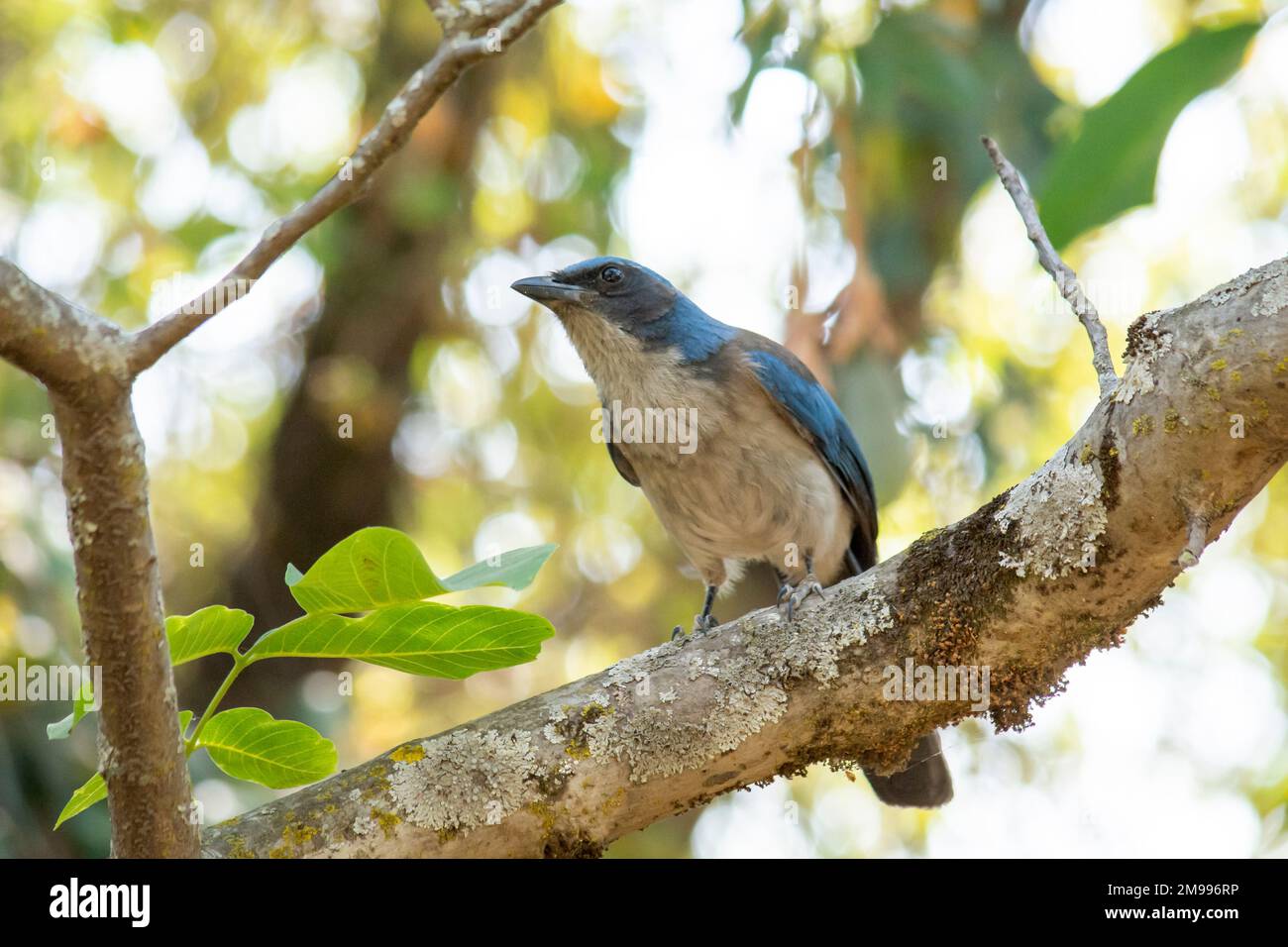 Camera for watching birds hi-res stock photography and images - Alamy