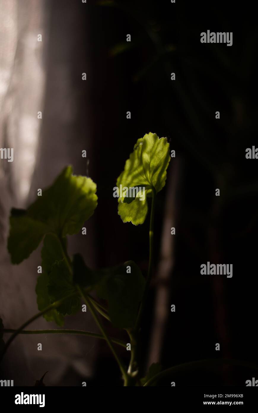 Green leaf in sunlight in dark room Stock Photo - Alamy