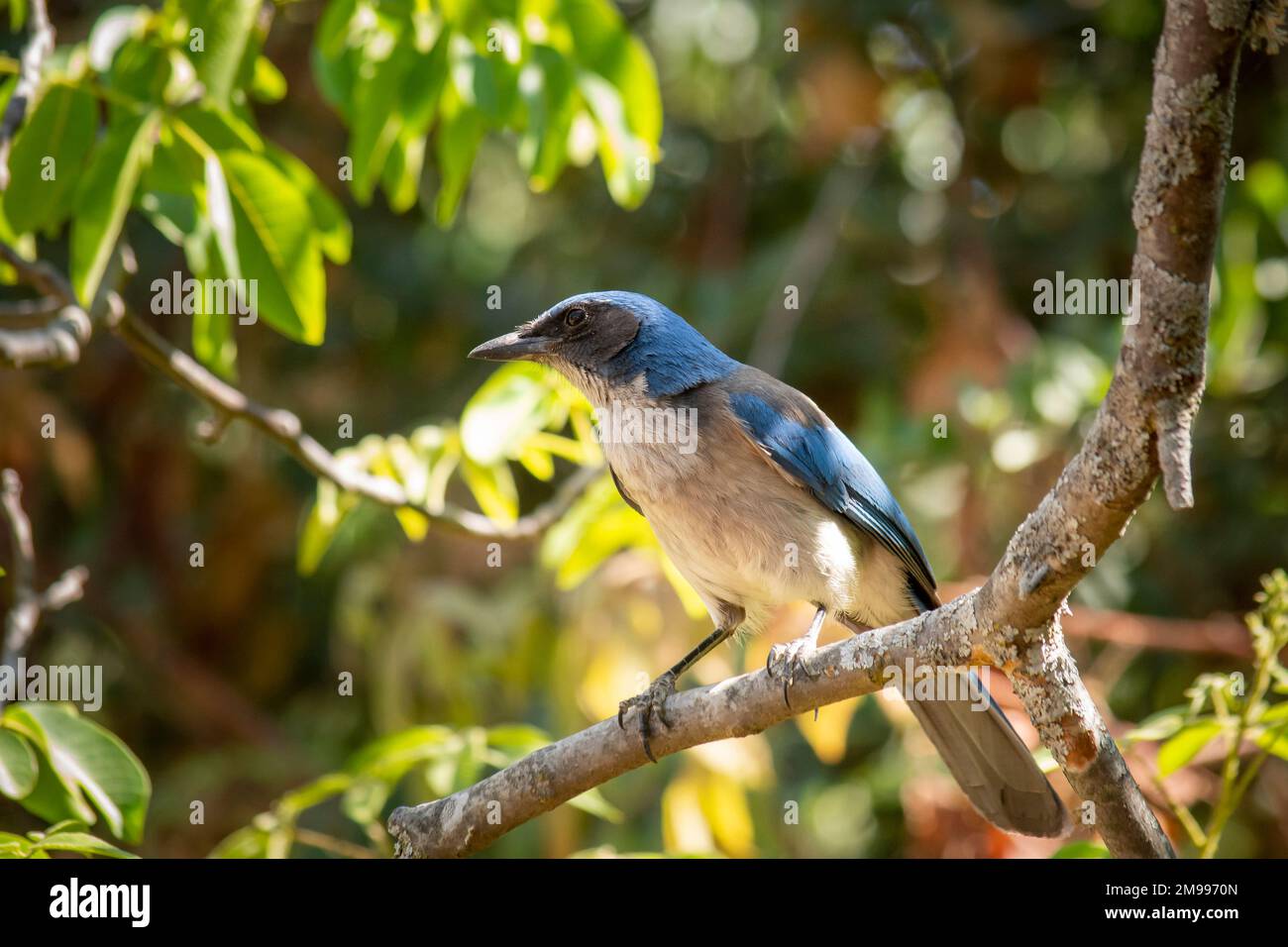 Bluebird of the species Aphelocoma californica, standing on a tree ...