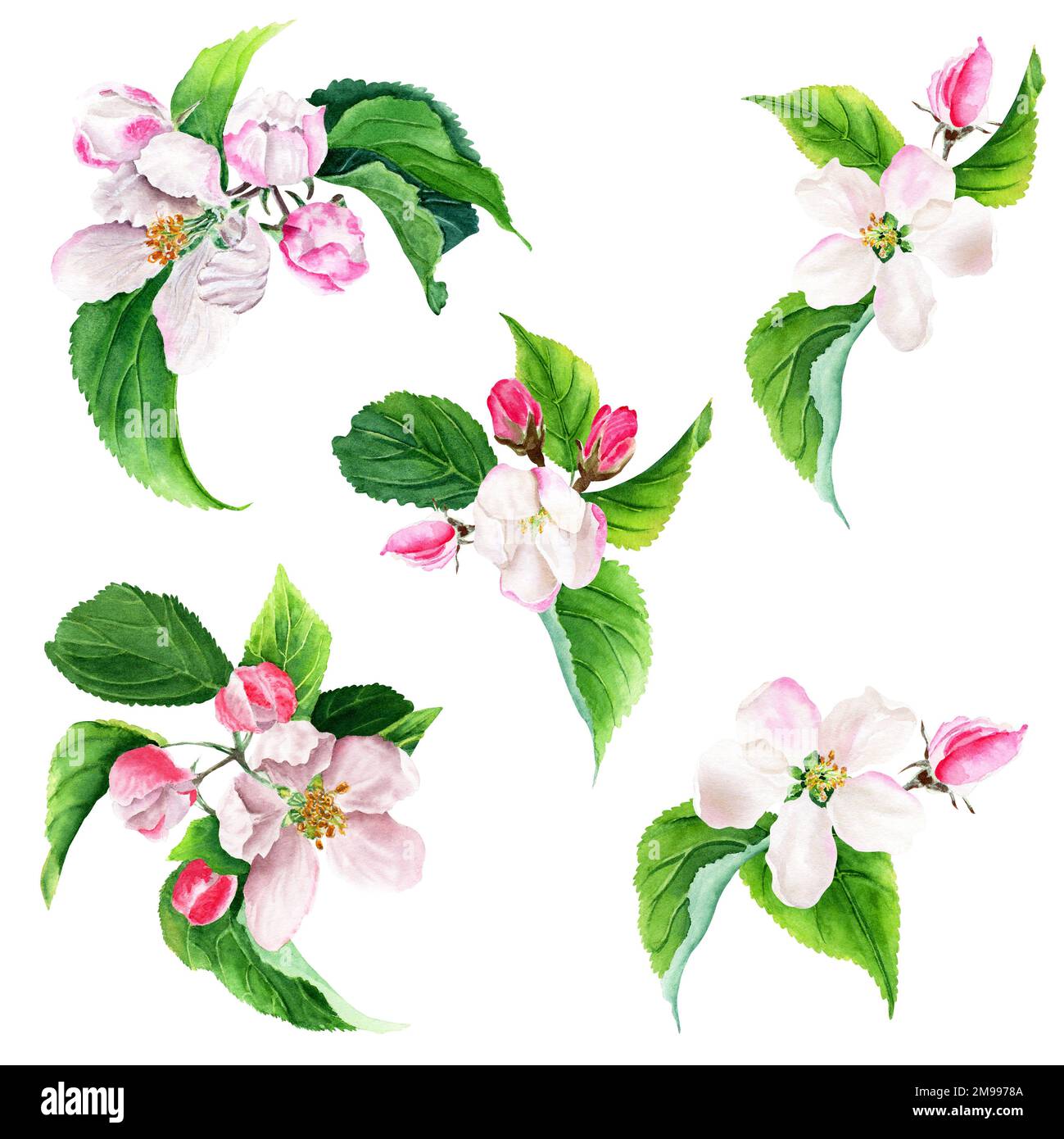 Apple Tree Branch Clip Art