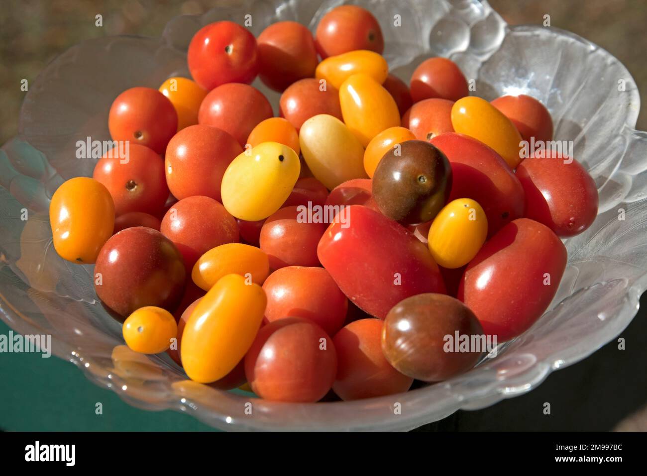 Small Rainbow-colored cherry tomatoes Stock Photo - Alamy