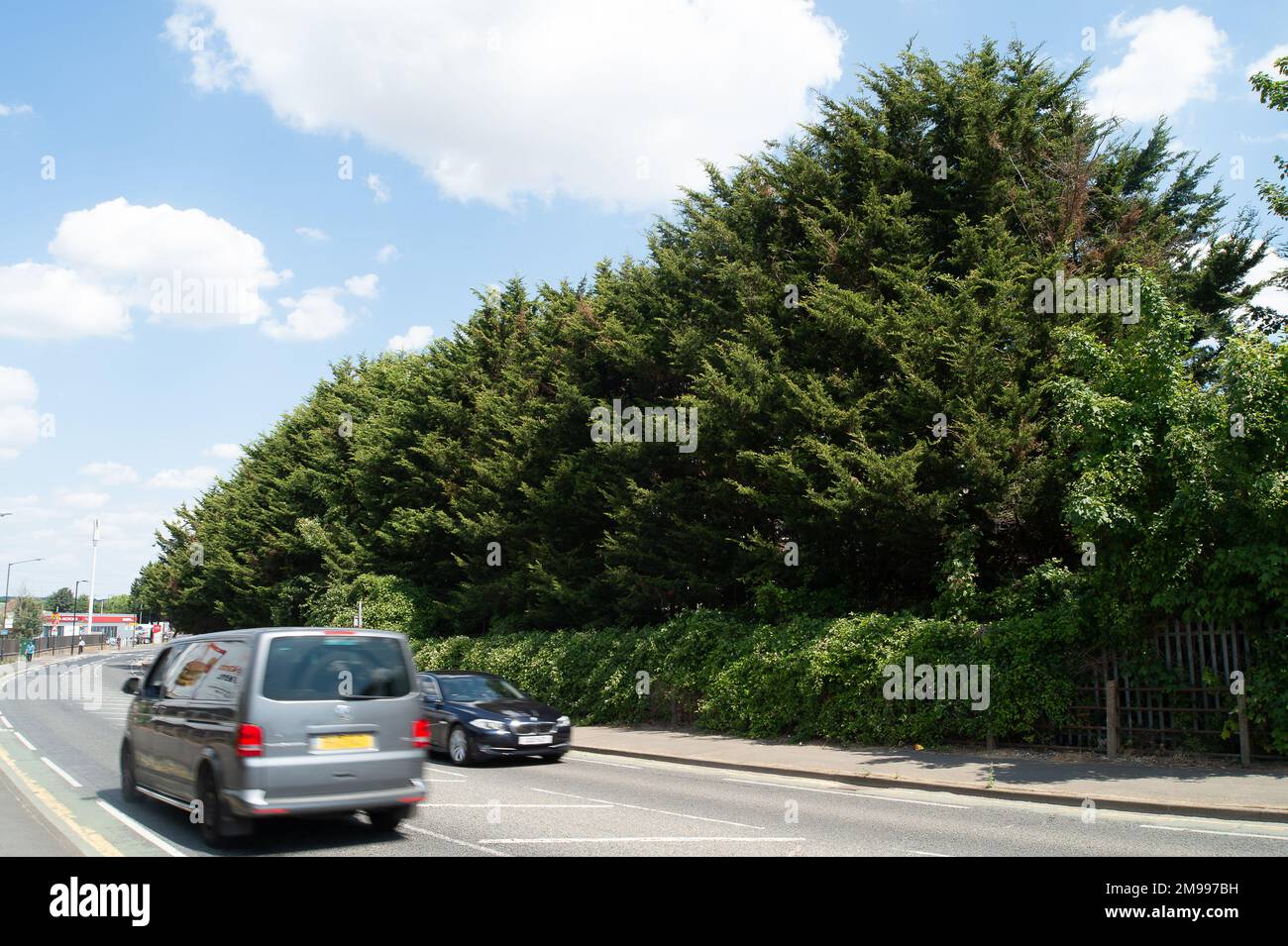 Slough, Berkshire, UK. 29th July, 2022. Trees at risk of felling at the ...