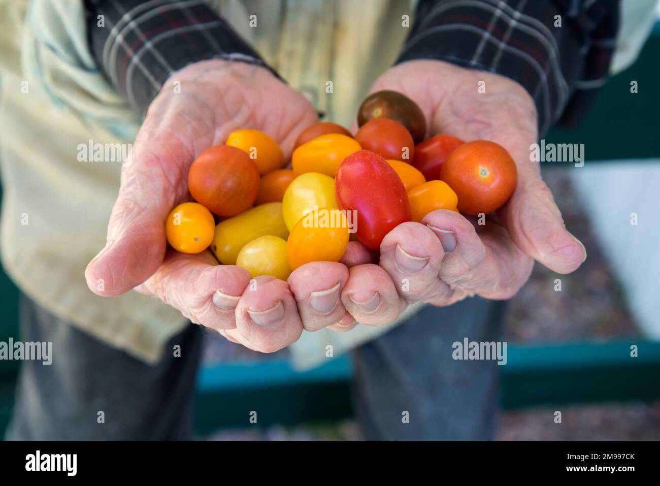 Red tomatoes pear variety hi-res stock photography and images - Alamy