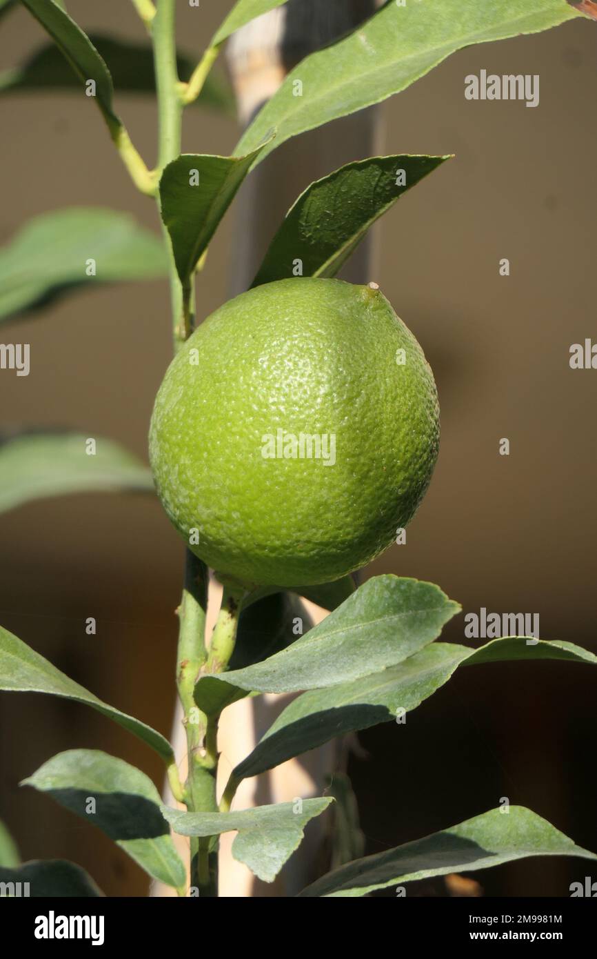 Harvest lime hi-res stock photography and images - Alamy