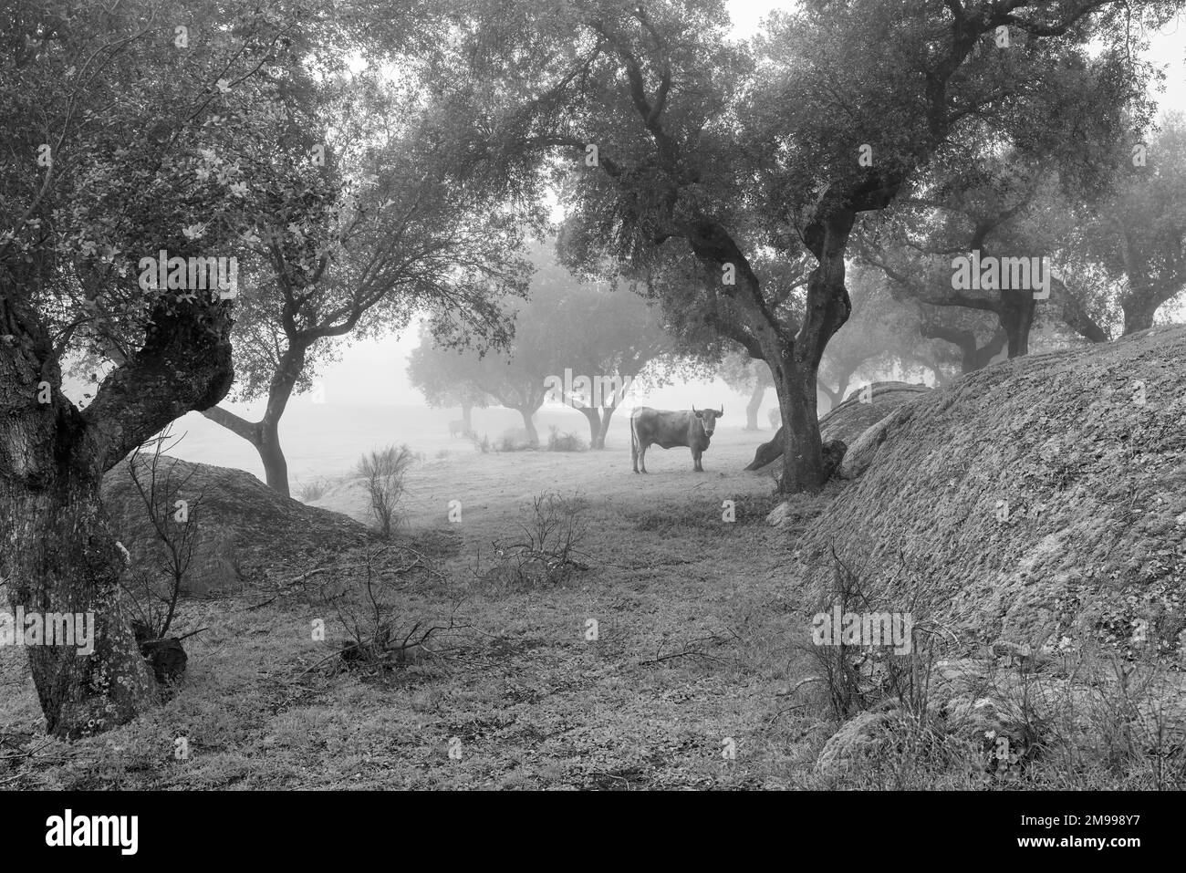 Landscape with fog and cow Stock Photo - Alamy