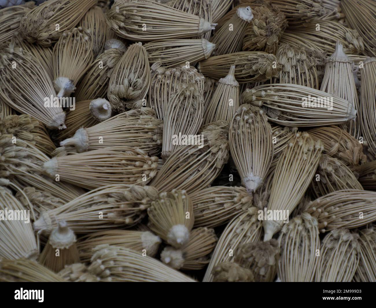 Berber toothpicks - the dried heads of fennel flowers (Ammi visnaga ...
