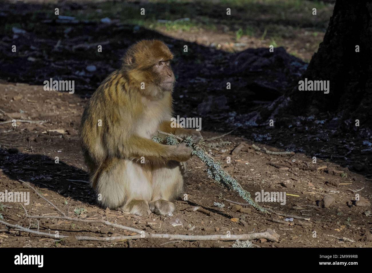 Cute Barbary macaque ape monkey , Ifrane national park, Morocco Stock ...
