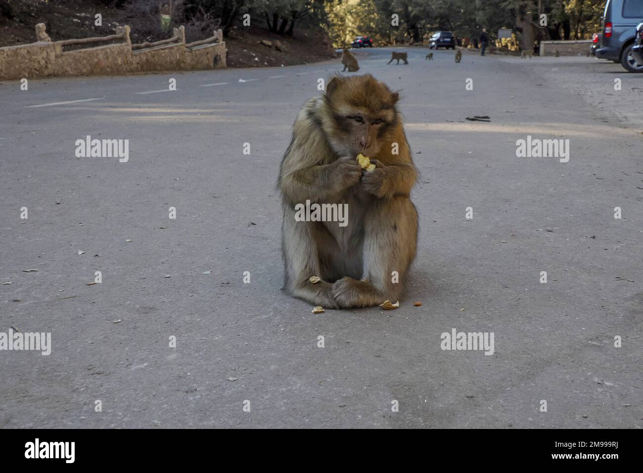 Cute Barbary macaque ape monkey , Ifrane national park, Morocco Stock ...