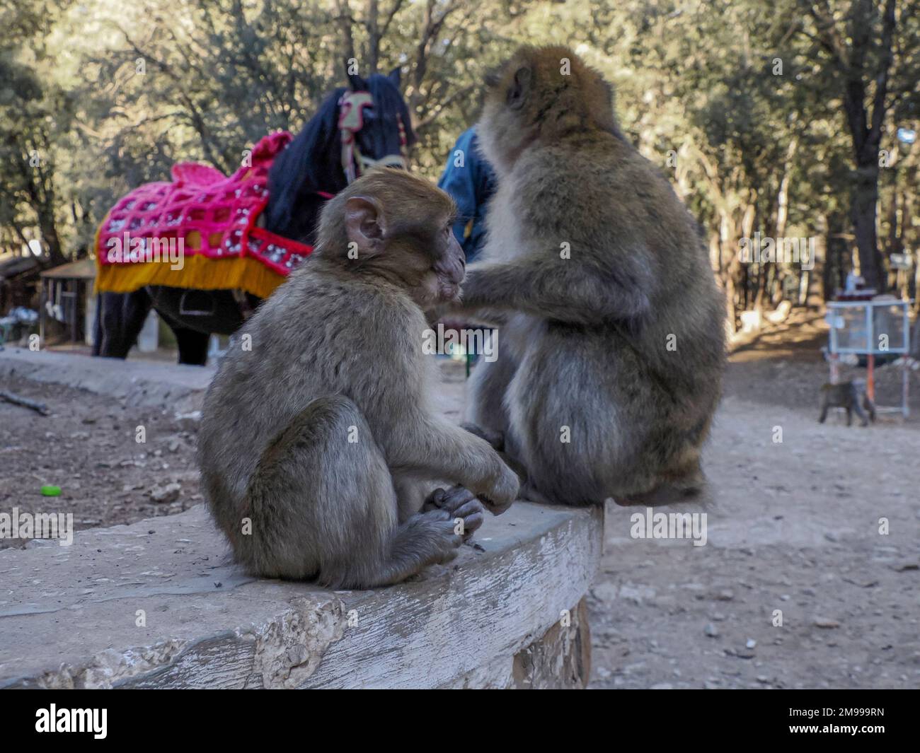 Cute Barbary macaque ape monkey , Ifrane national park, Morocco Stock ...
