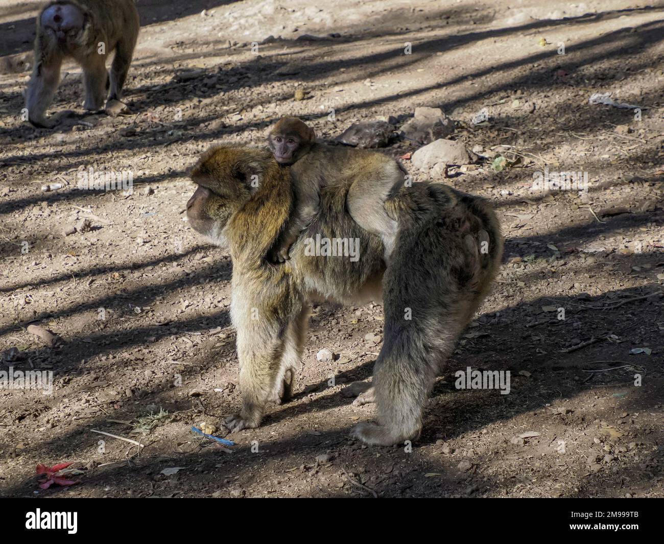 Cute Barbary macaque ape monkey , Ifrane national park, Morocco Stock ...