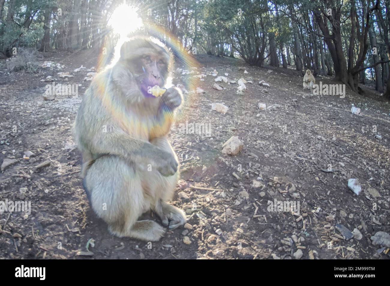 Cute Barbary macaque ape monkey , Ifrane national park, Morocco Stock ...