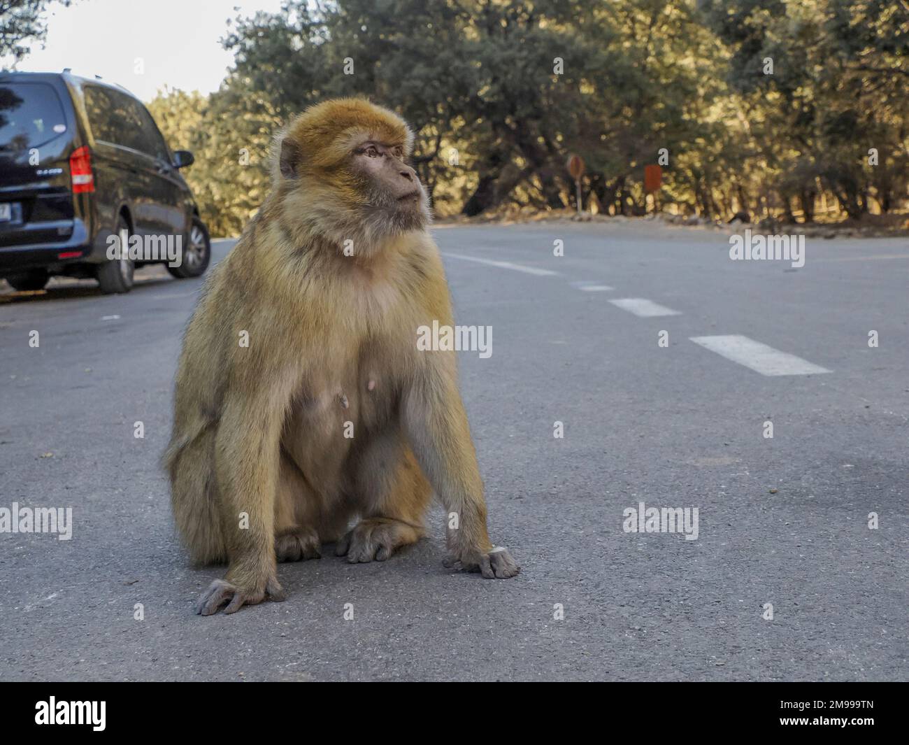 Cute Barbary macaque ape monkey , Ifrane national park, Morocco Stock ...