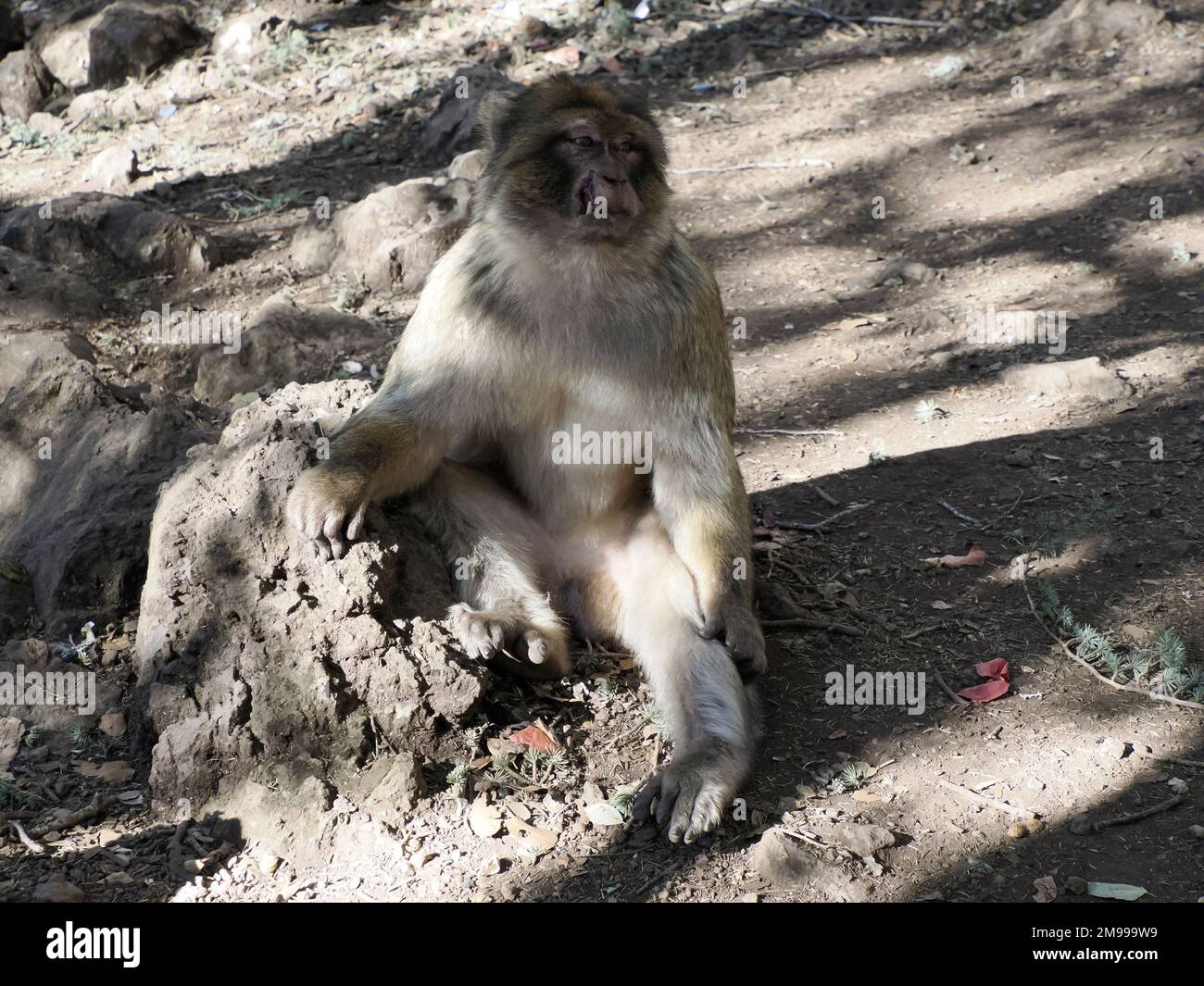 Cute Barbary macaque ape monkey , Ifrane national park, Morocco Stock ...