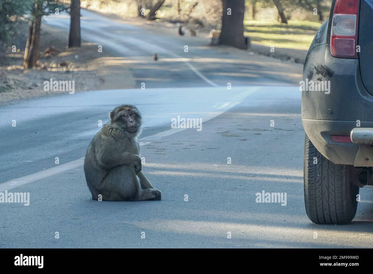Cute Barbary macaque ape monkey , Ifrane national park, Morocco Stock ...