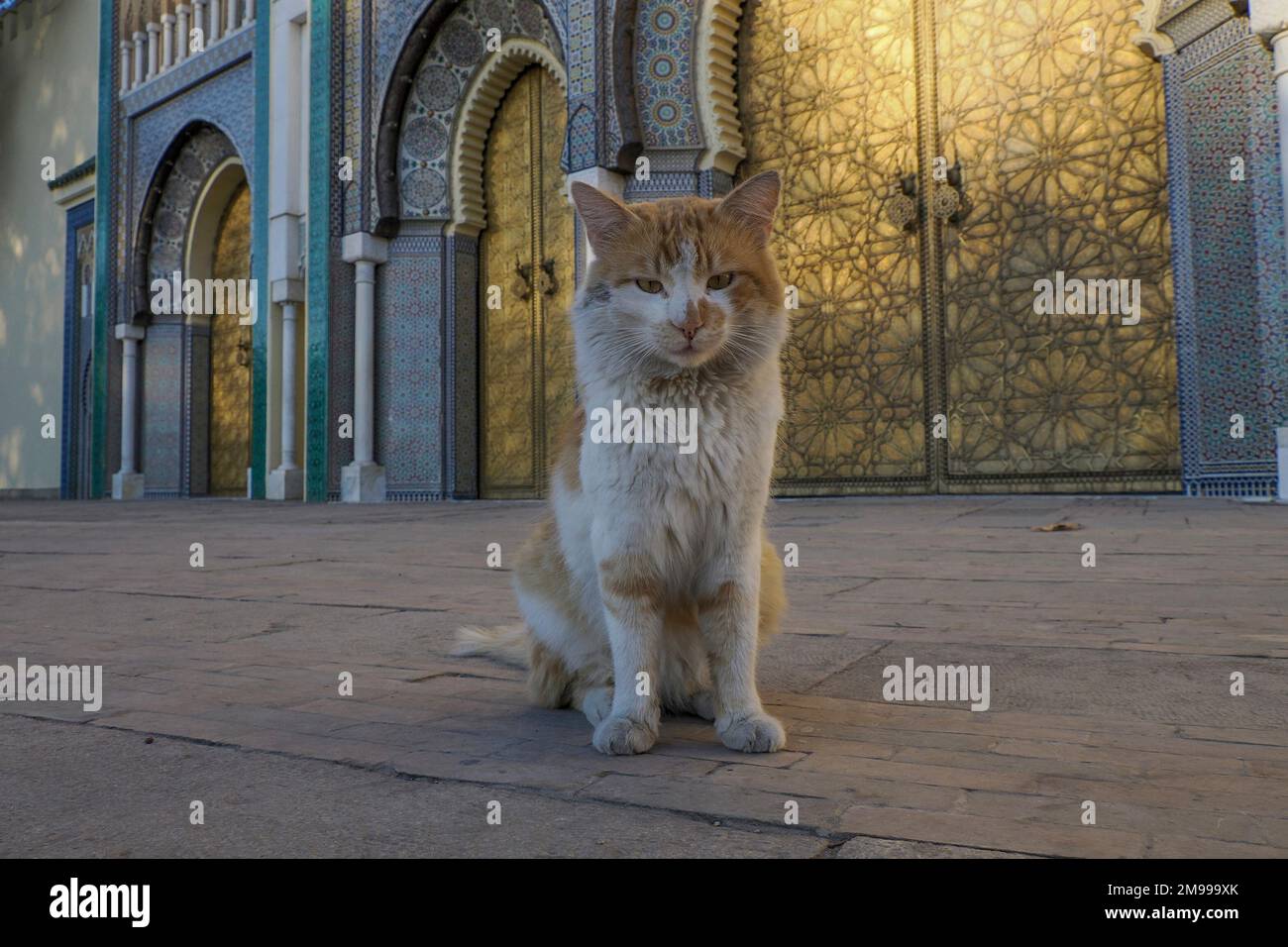 cat outside the golden Gate of the king of Morocco Palace in Fes Stock ...