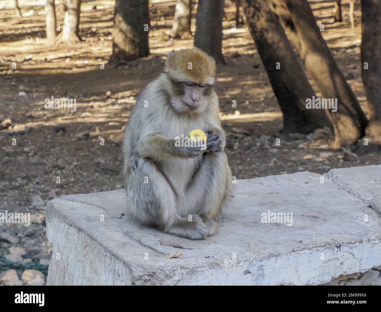 Cute Barbary macaque ape monkey , Ifrane national park, Morocco Stock ...