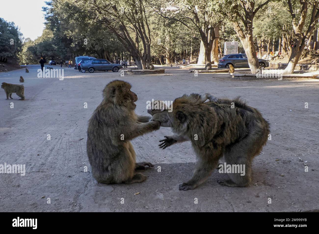 Cute Barbary macaque ape monkey , Ifrane national park, Morocco Stock ...