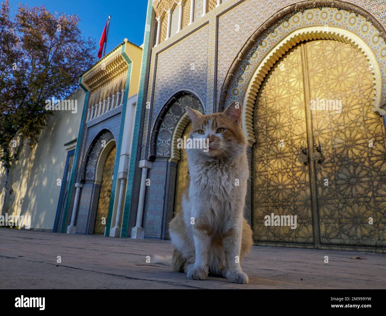 cat outside the golden Gate of the king of Morocco Palace in Fes Stock ...