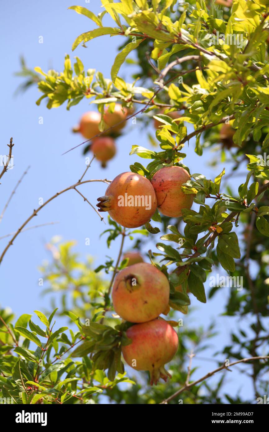Unripe pomegranates hi-res stock photography and images - Alamy