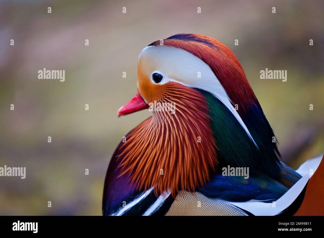 Male mandarin duck, Aix galericulata Stock Photo - Alamy