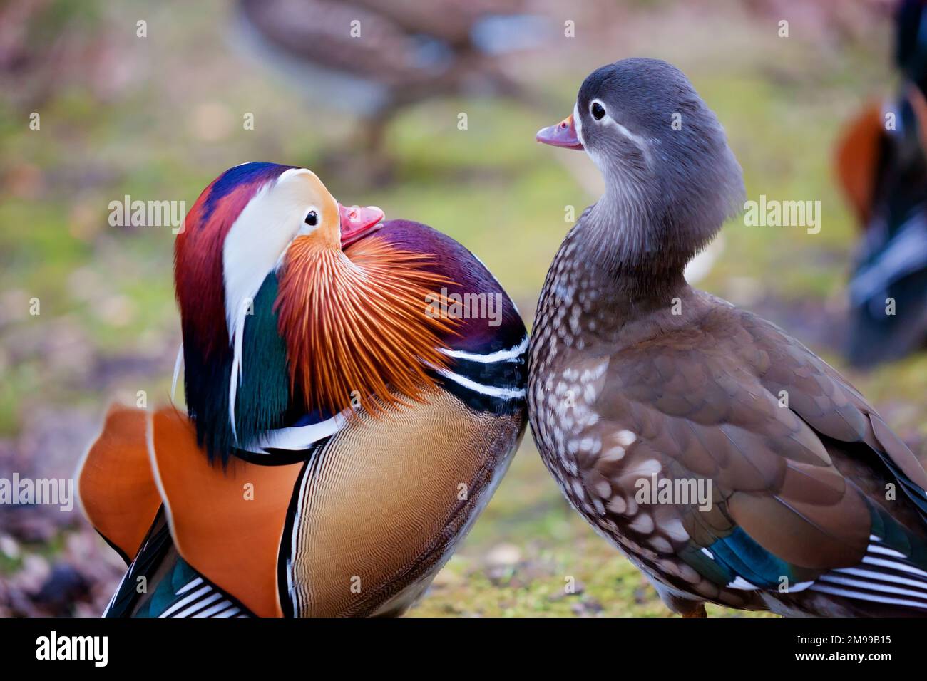 Male mandarin duck, Aix galericulata Stock Photo - Alamy