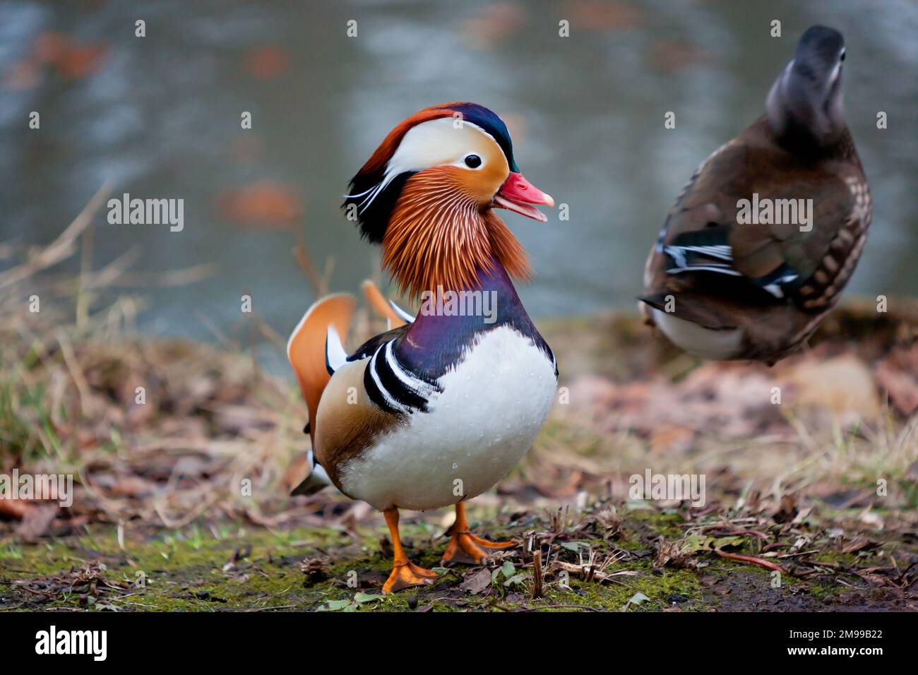 Male mandarin duck, Aix galericulata Stock Photo - Alamy