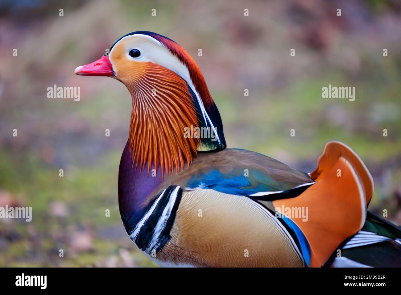 Male mandarin duck, Aix galericulata Stock Photo - Alamy