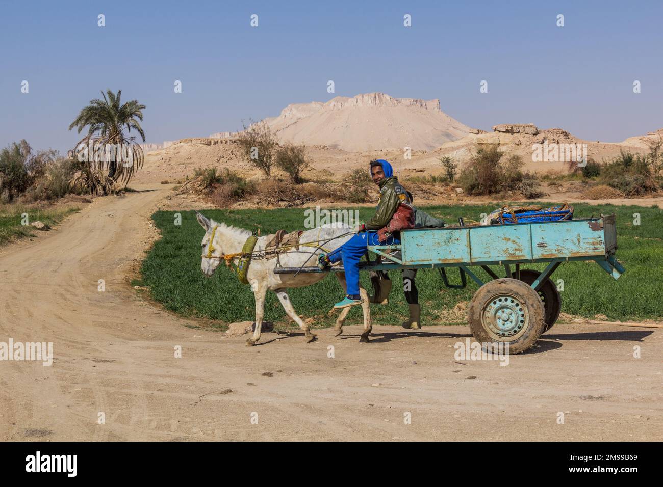 Driving donkey cart hi-res stock photography and images - Alamy