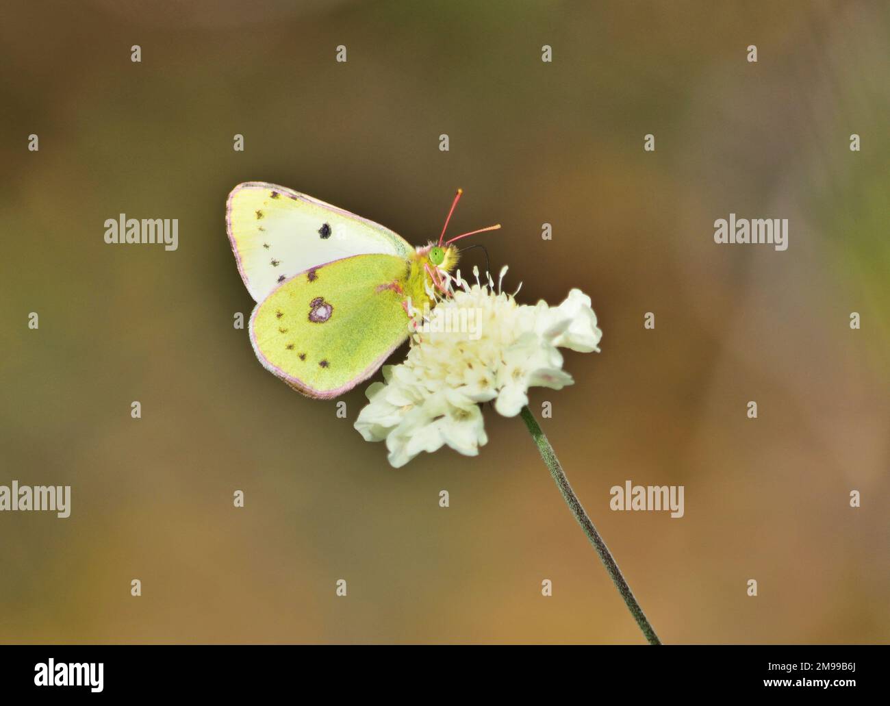 Eastern pale clouded yellow hi-res stock photography and images - Alamy