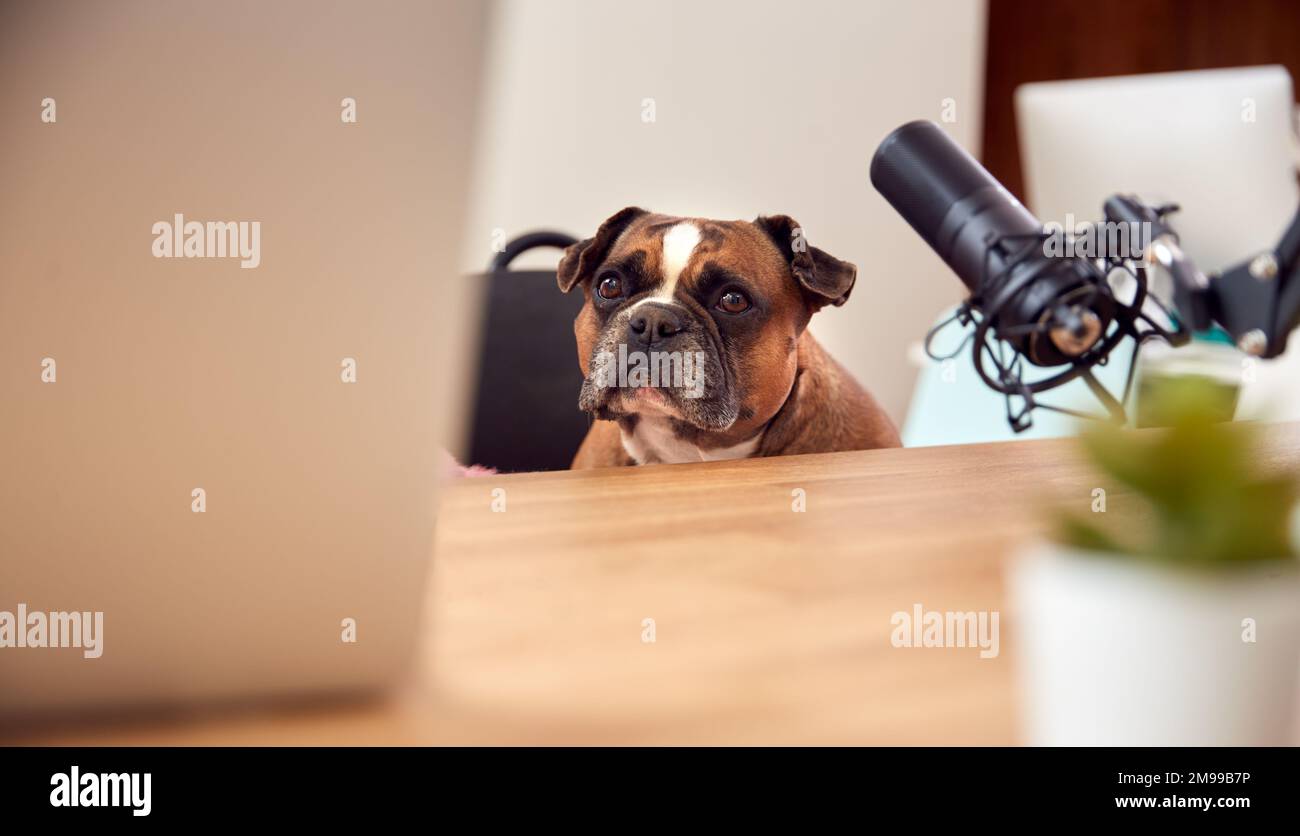 Pet French Bulldog In Room At Home Set Up To Record Podcast Or With ...