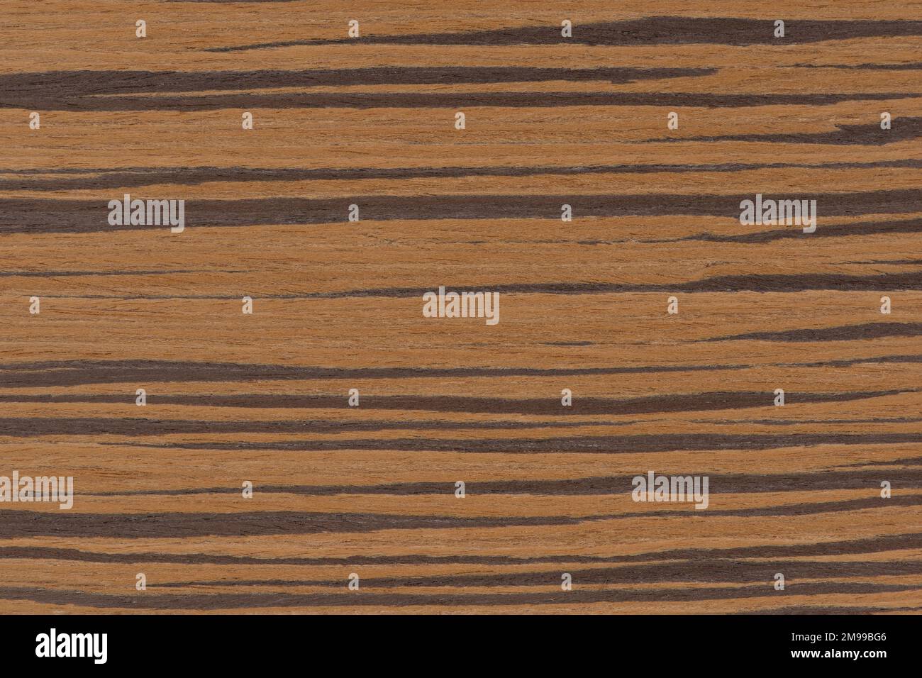 Zebra tree. Texture of brown wood with horizontal black stripes ...