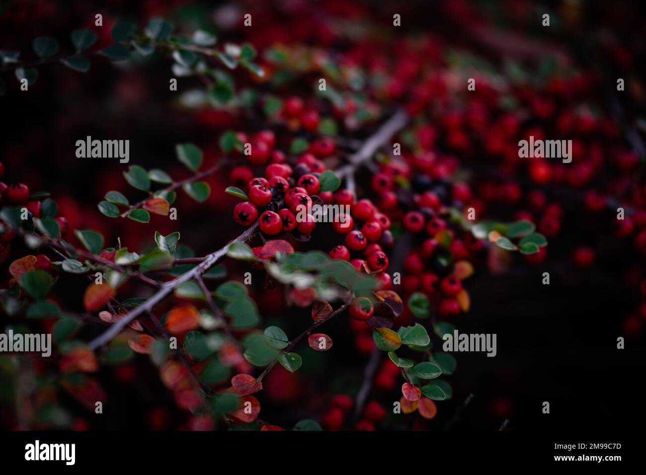 Red chokeberry aronia arbutifolia hi-res stock photography and images ...