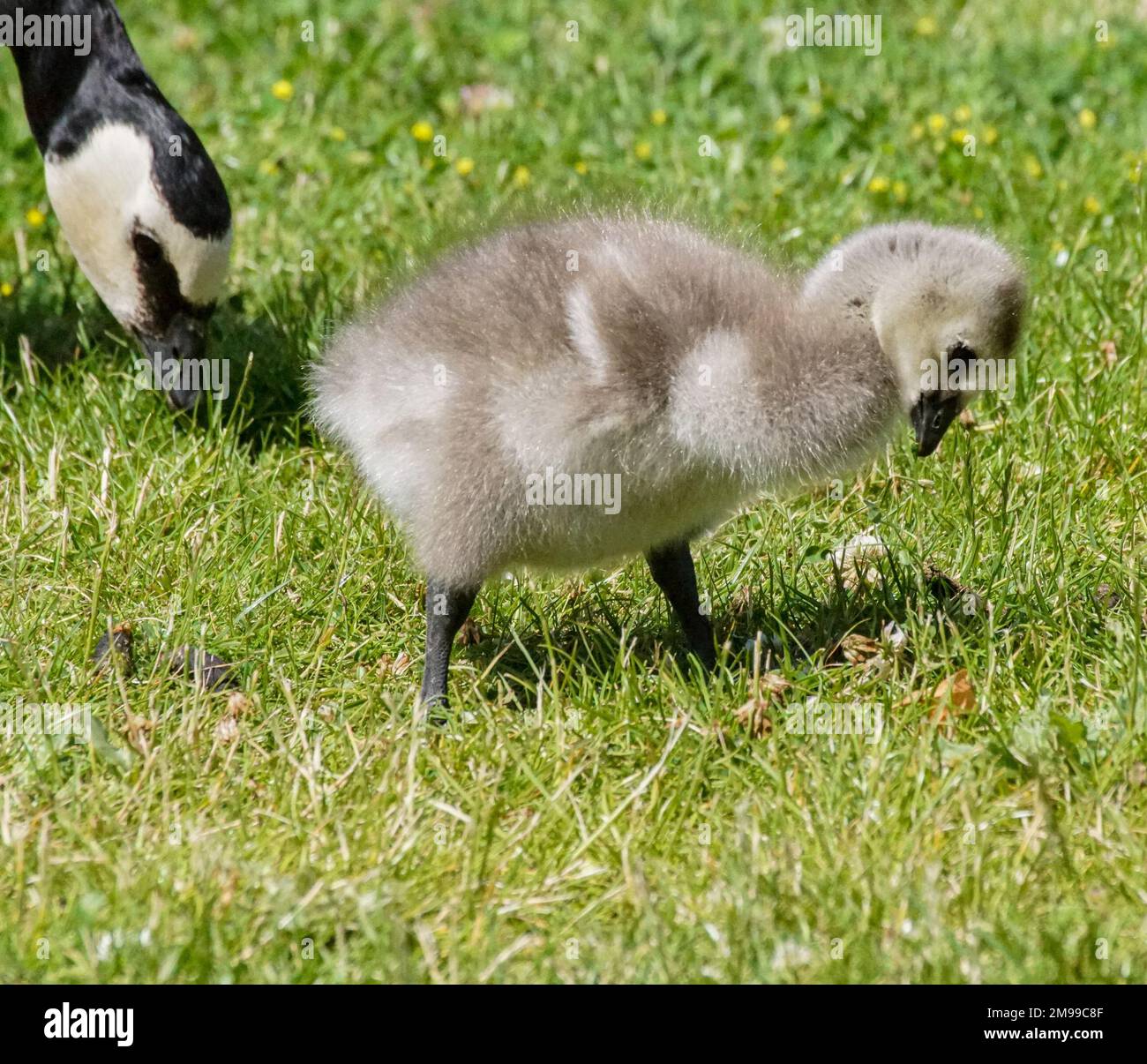 Barnacle goose baby bird hi-res stock photography and images - Alamy