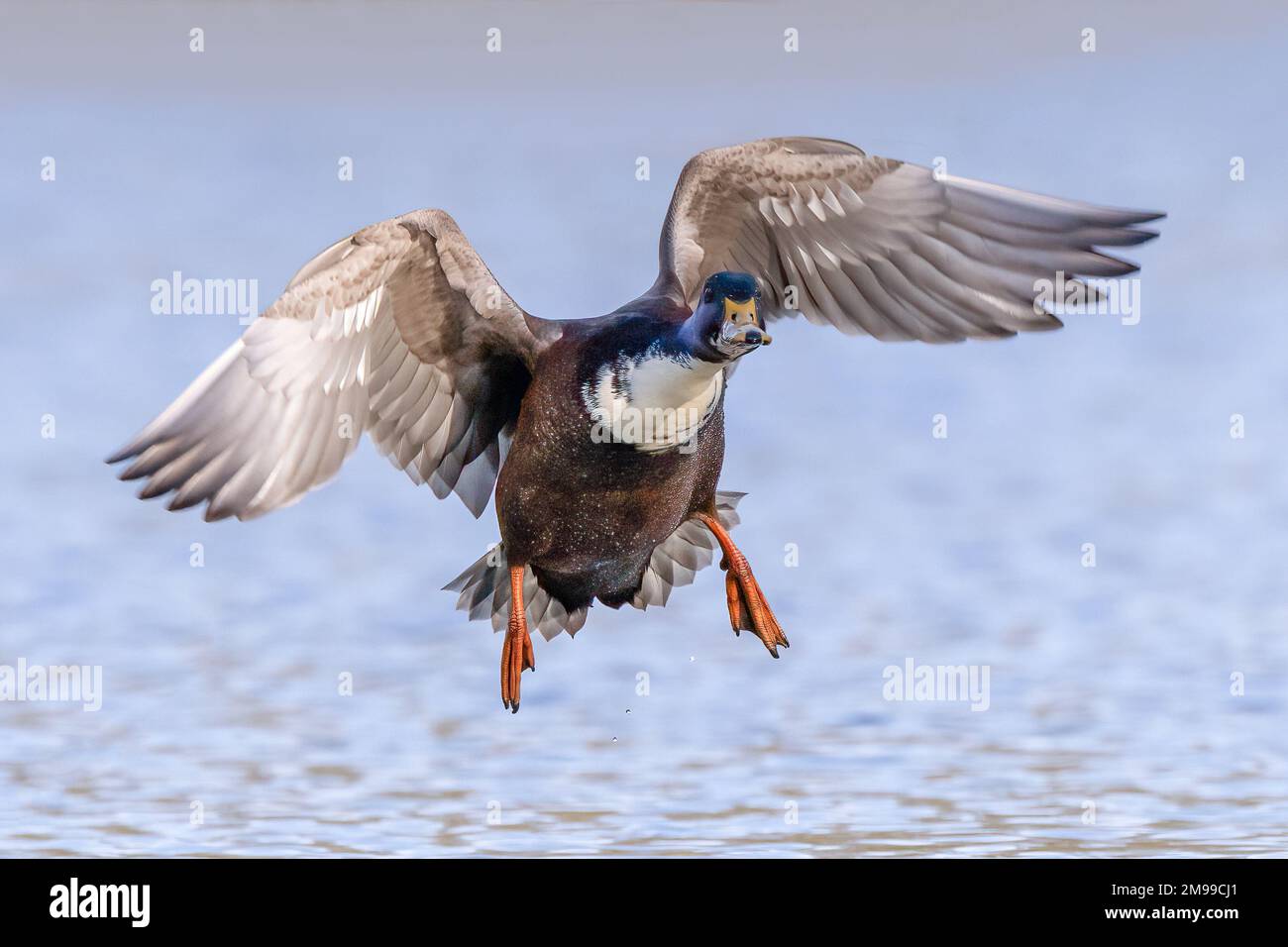 A duck with spread wings flying over a river Stock Photo - Alamy