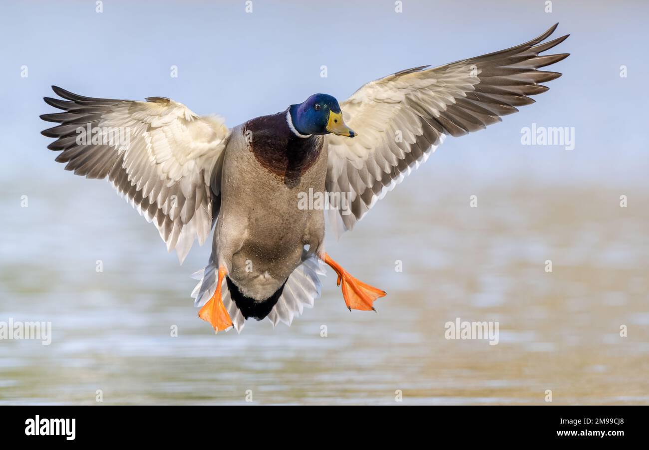 A duck with spread wings flying over a river Stock Photo - Alamy