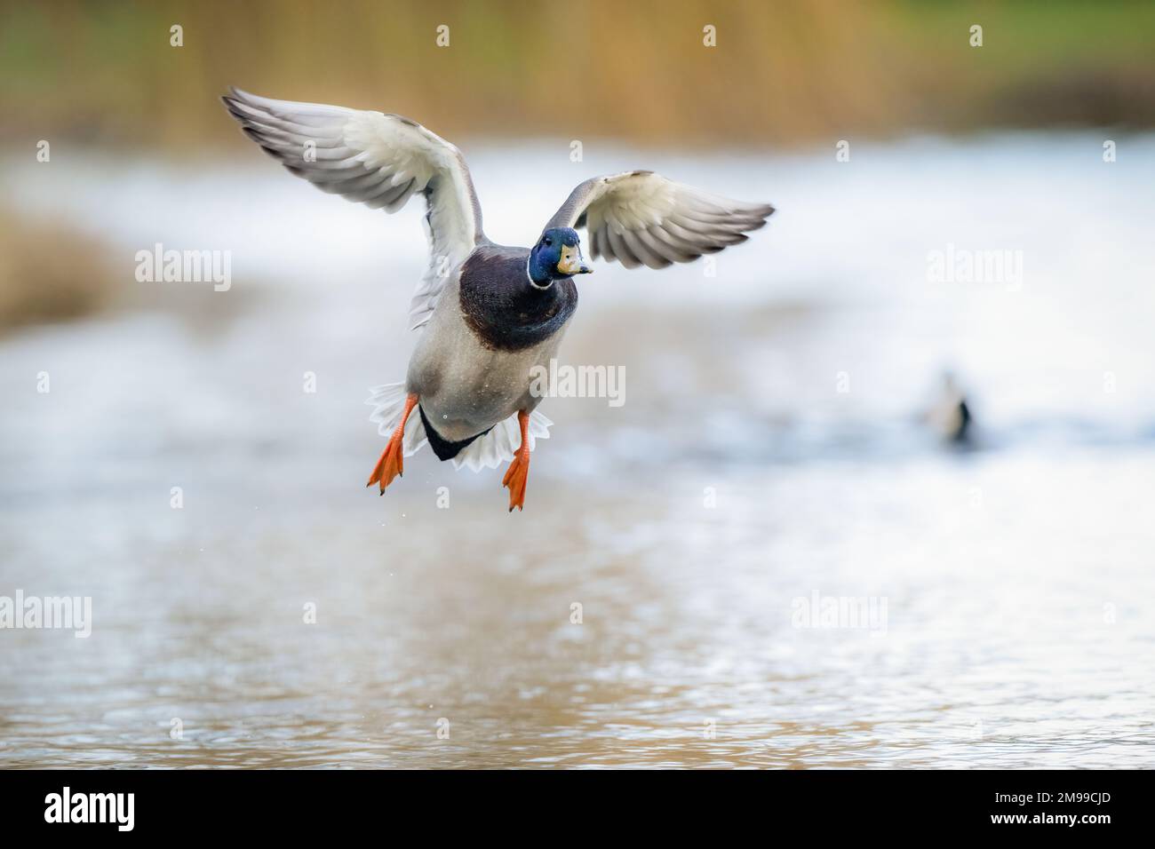 A duck with spread wings flying over a river Stock Photo - Alamy