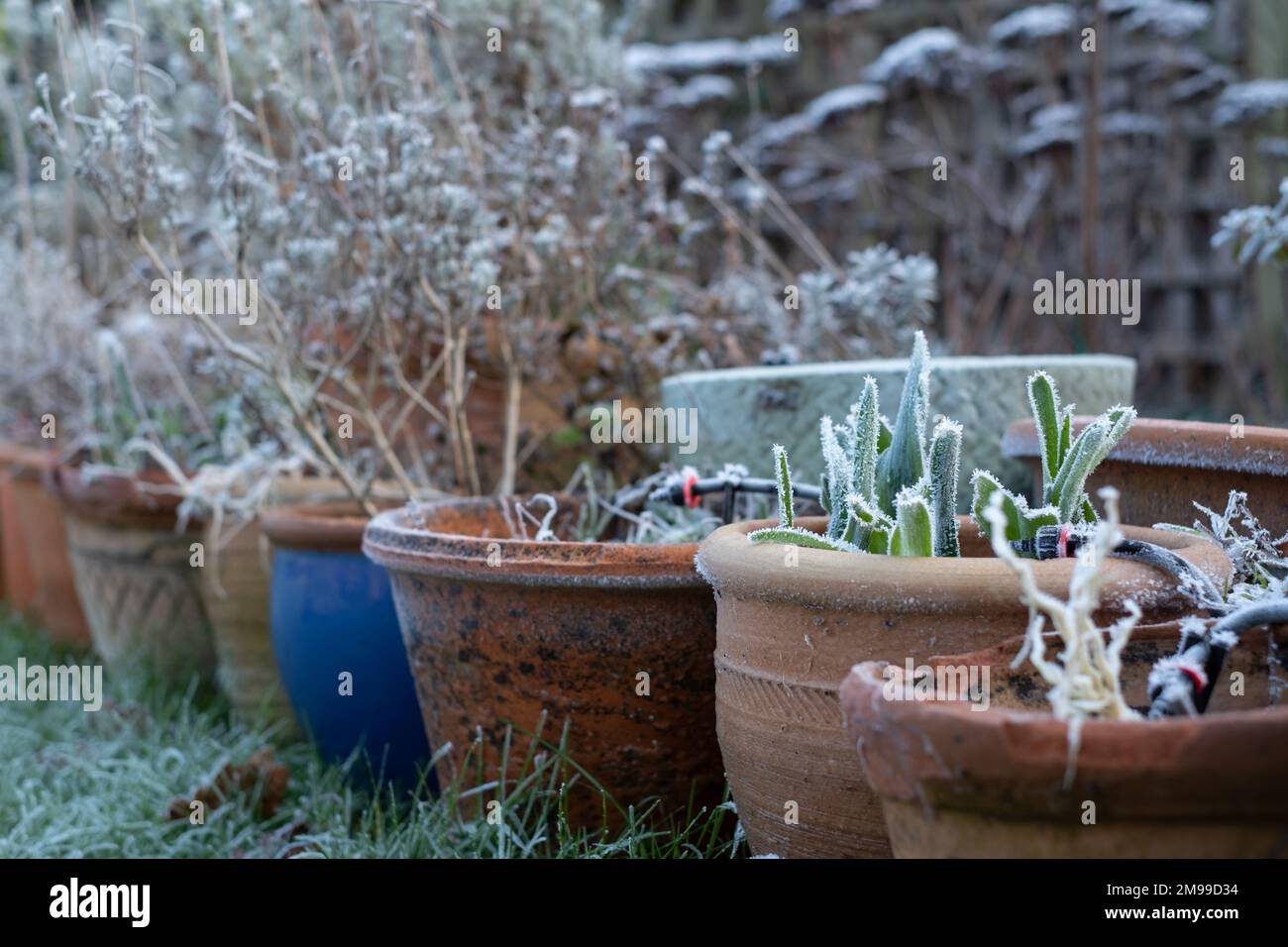 Frosty perennials hi-res stock photography and images - Alamy