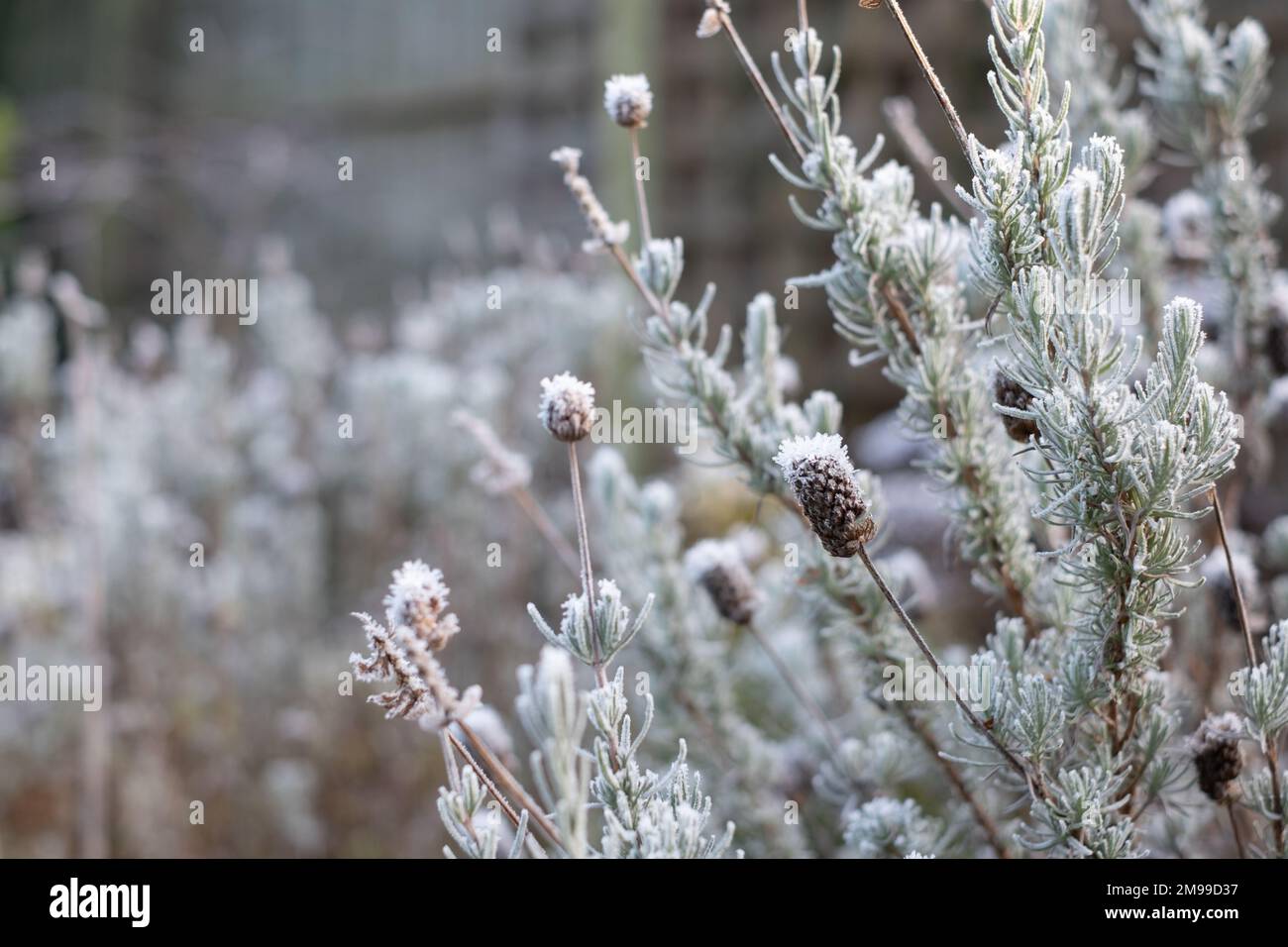Frosty perennials hi-res stock photography and images - Alamy