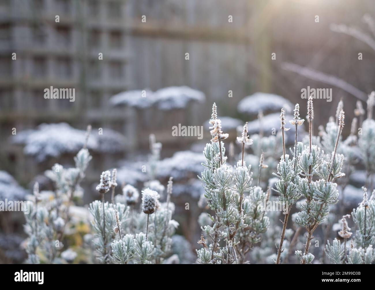 Frosty perennials hi-res stock photography and images - Alamy