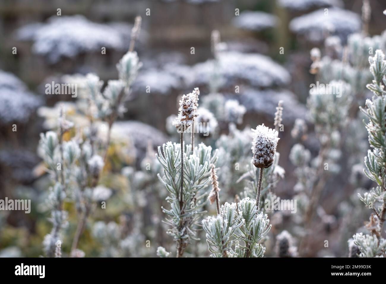 Frosty perennials hi-res stock photography and images - Alamy