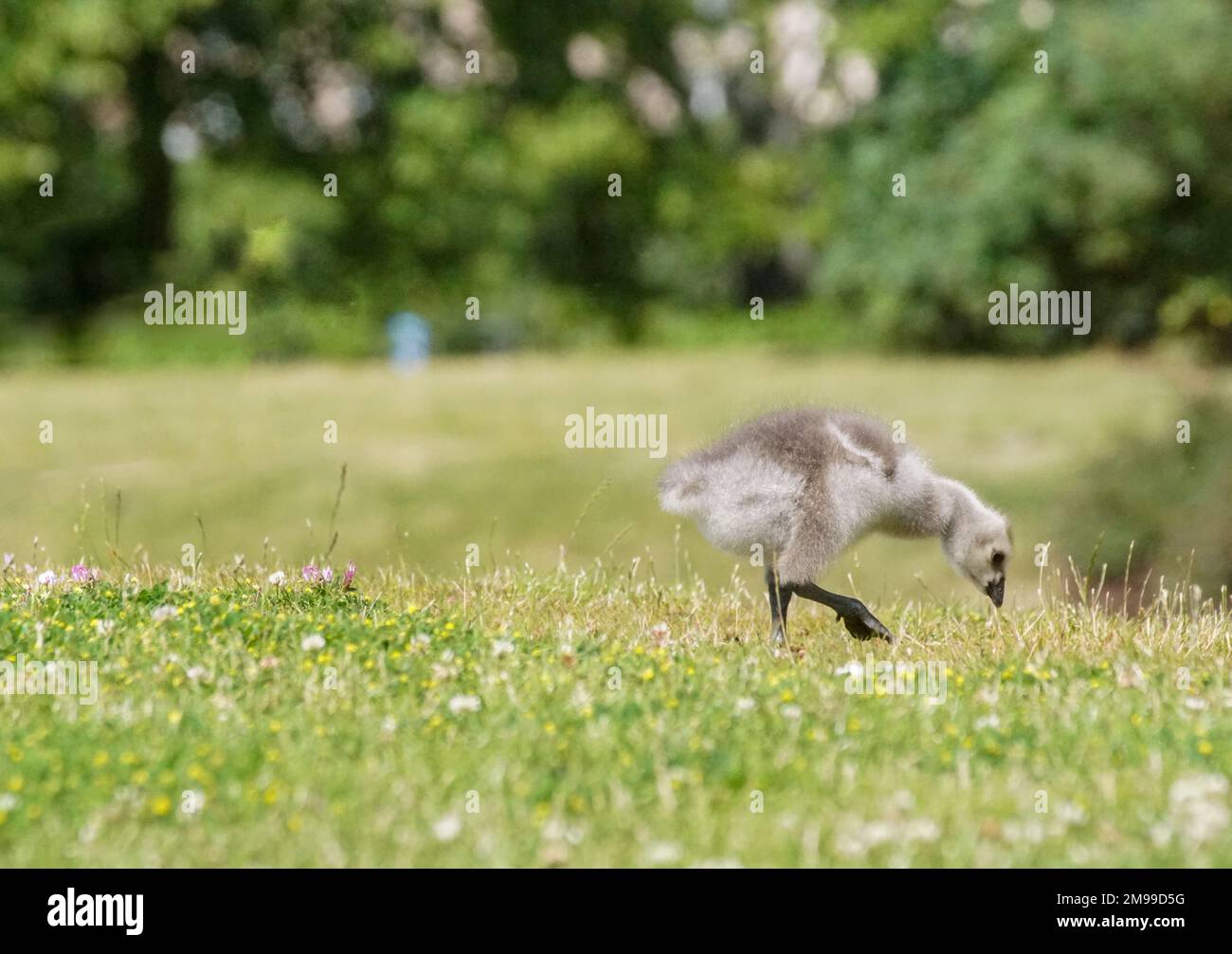 Closeup of a young goose on grassland Stock Photo - Alamy