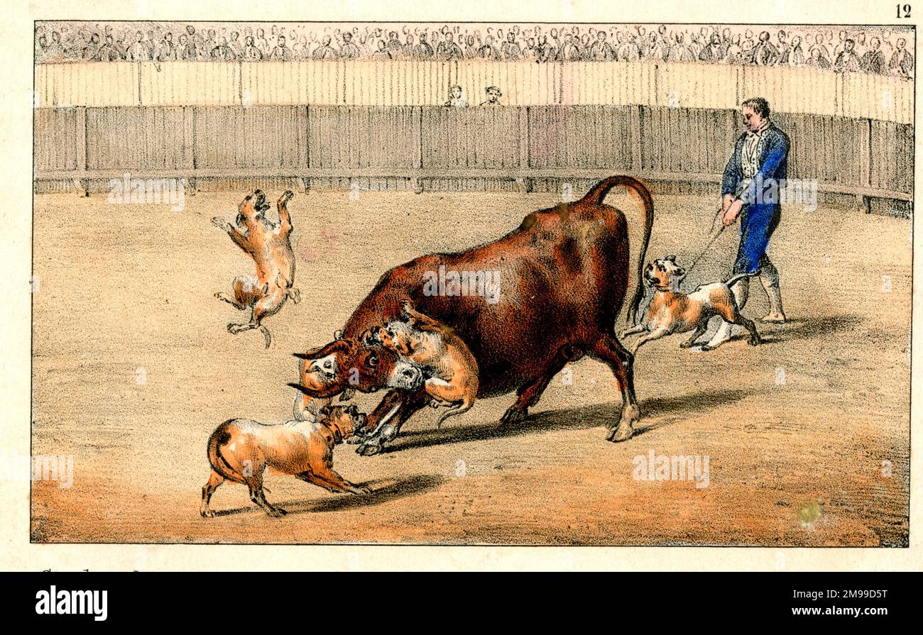 Bullfighting history hi-res stock photography and images - Alamy