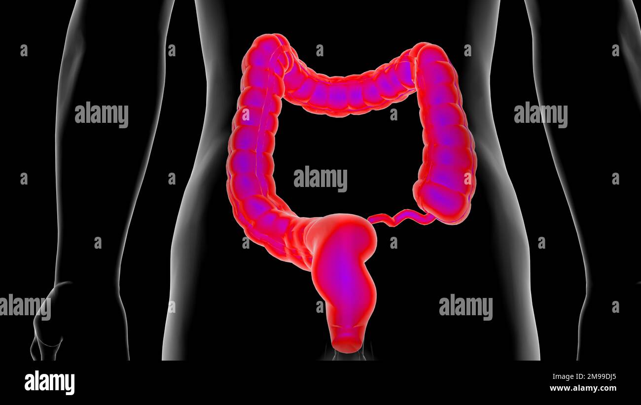 Large intestine appendix anatomy for medical concept 3D illustration ...