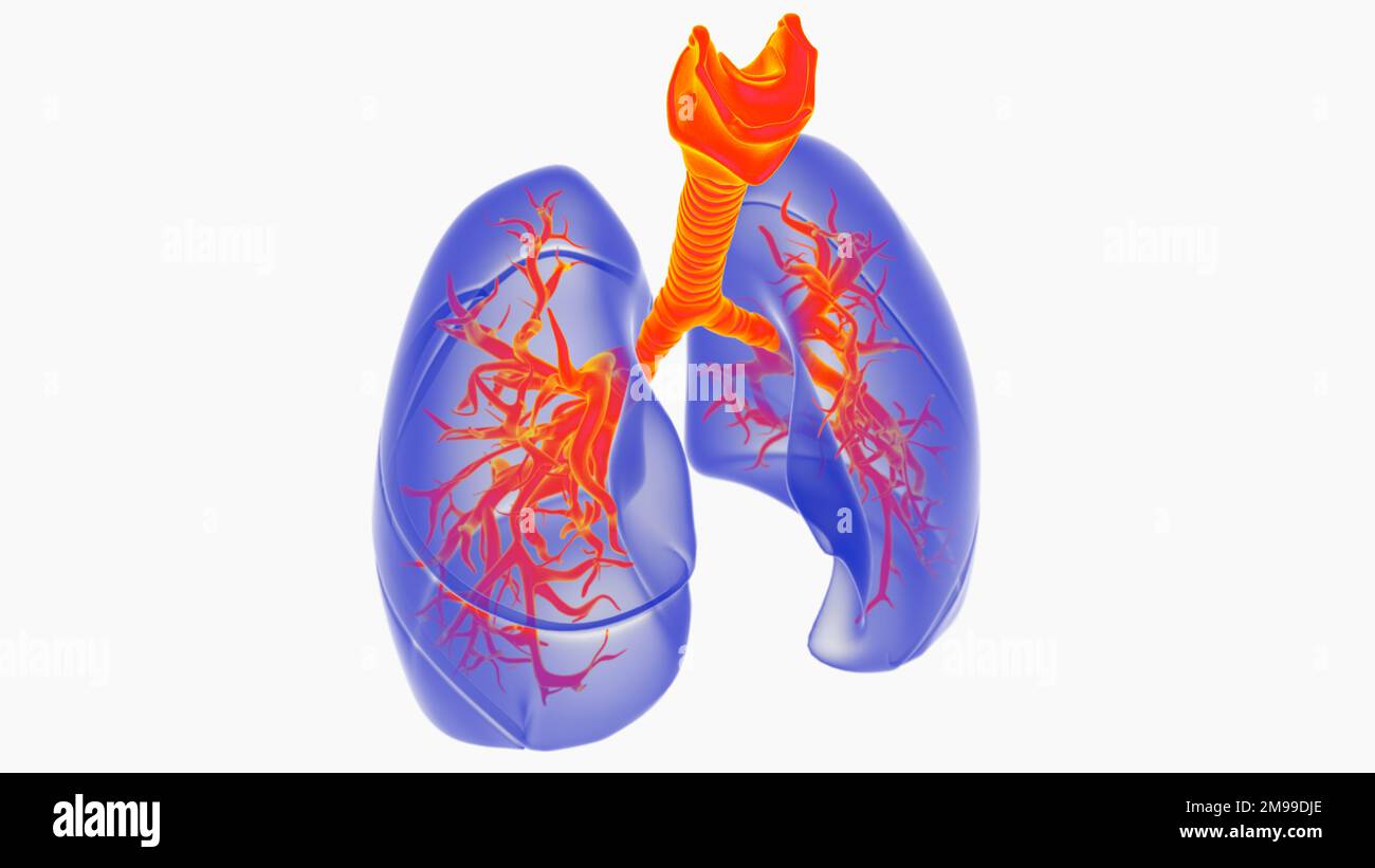human lungs with trachea anatomy for medical concept 3D illustration ...