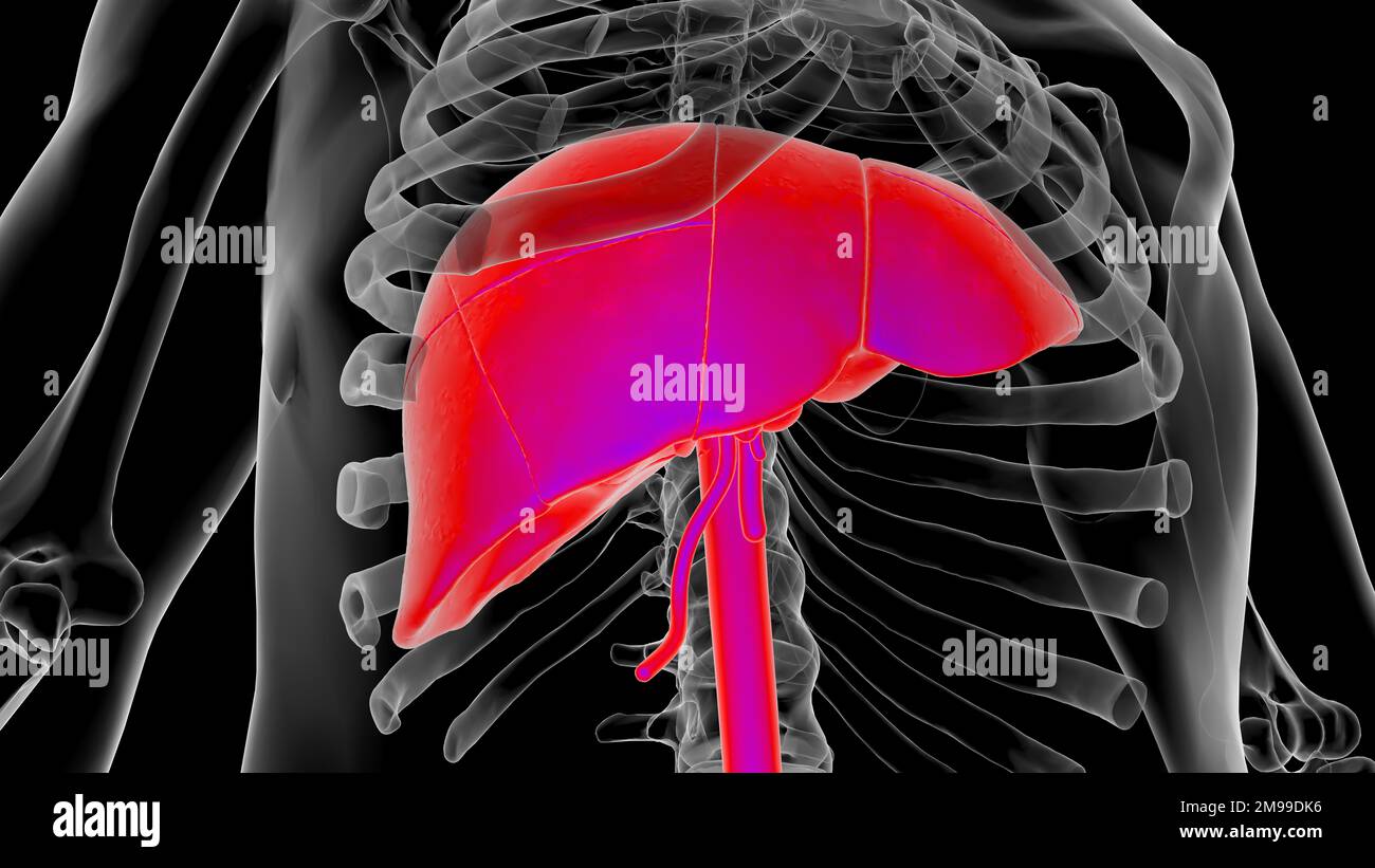 Human Anatomy internal organs liver anatomy For medical concept 3D ...