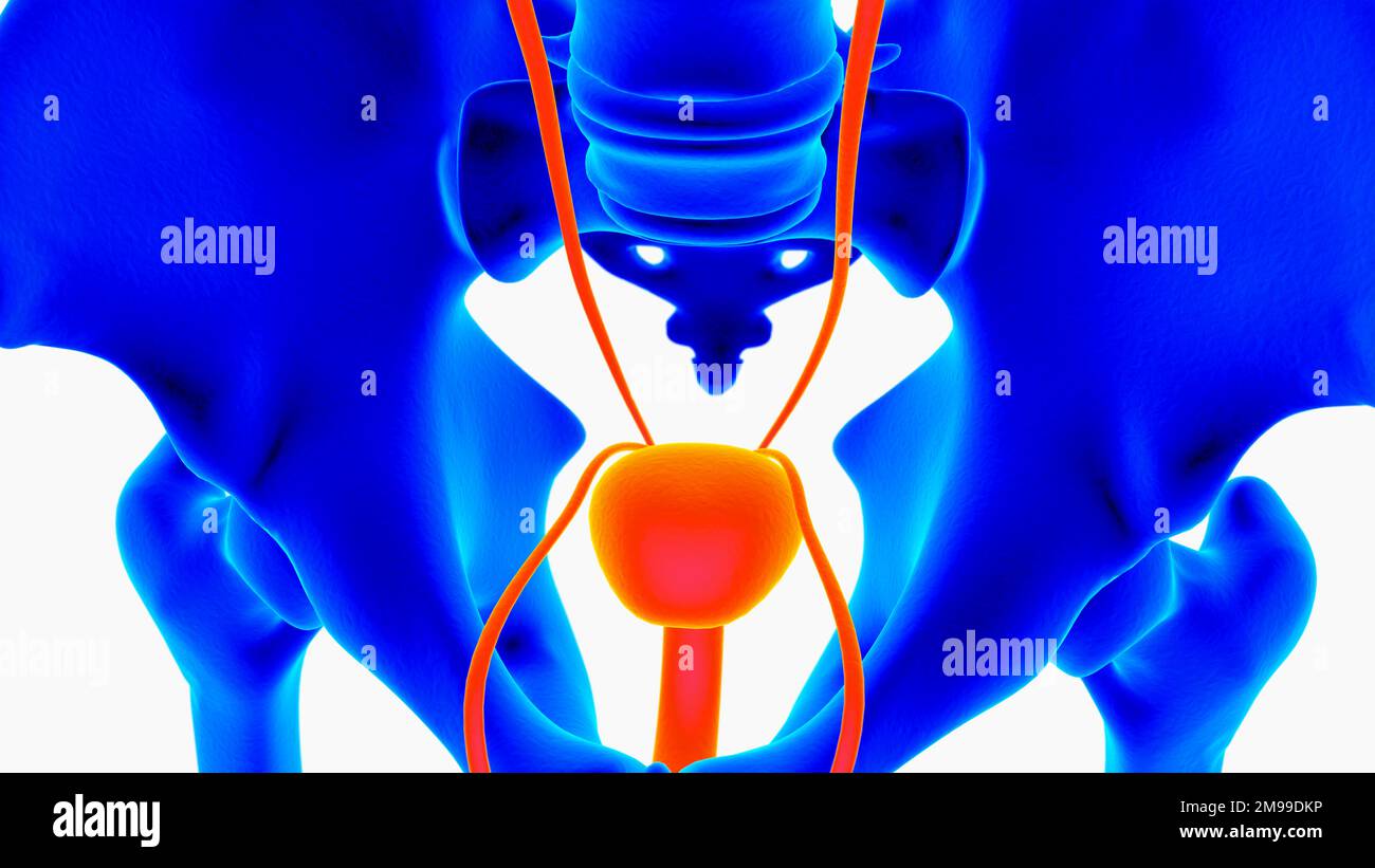 Human urinary bladder Anatomy For medical concept 3D Illustration Stock Photo - Alamy