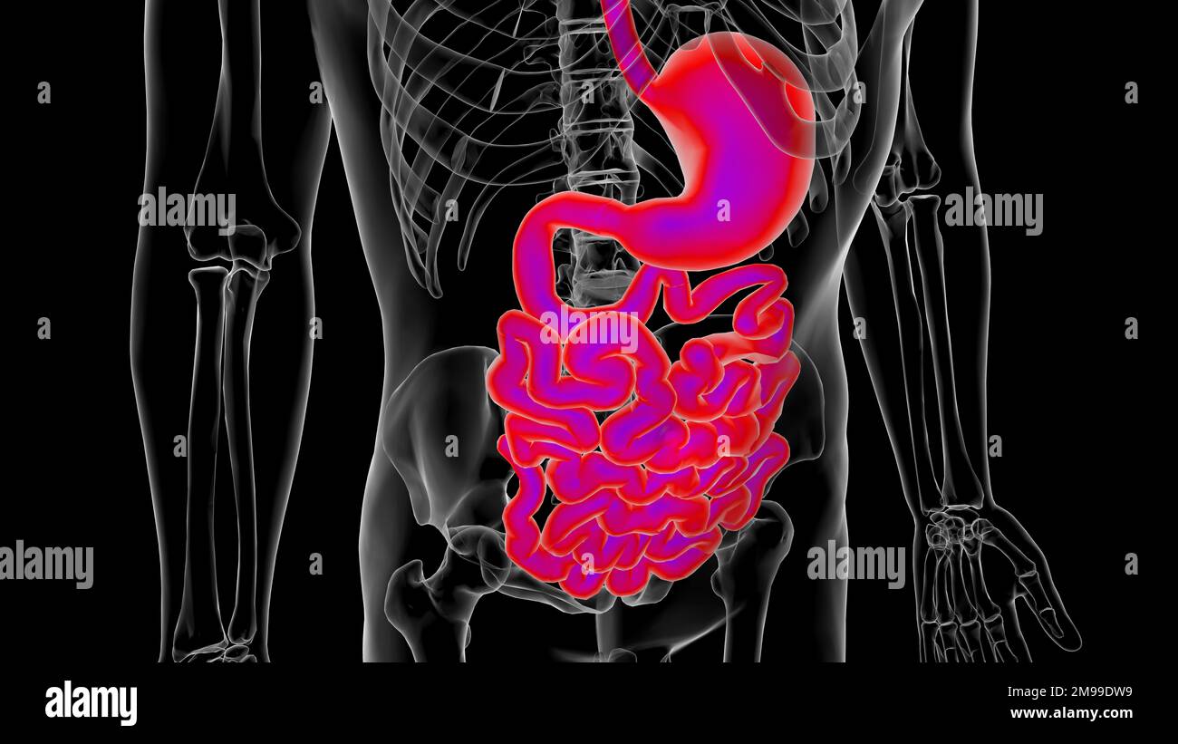 Human stomach anatomy for medical concept 3D illustration Stock Photo ...