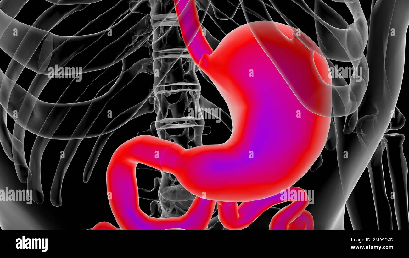 Human stomach anatomy for medical concept 3D illustration Stock Photo ...