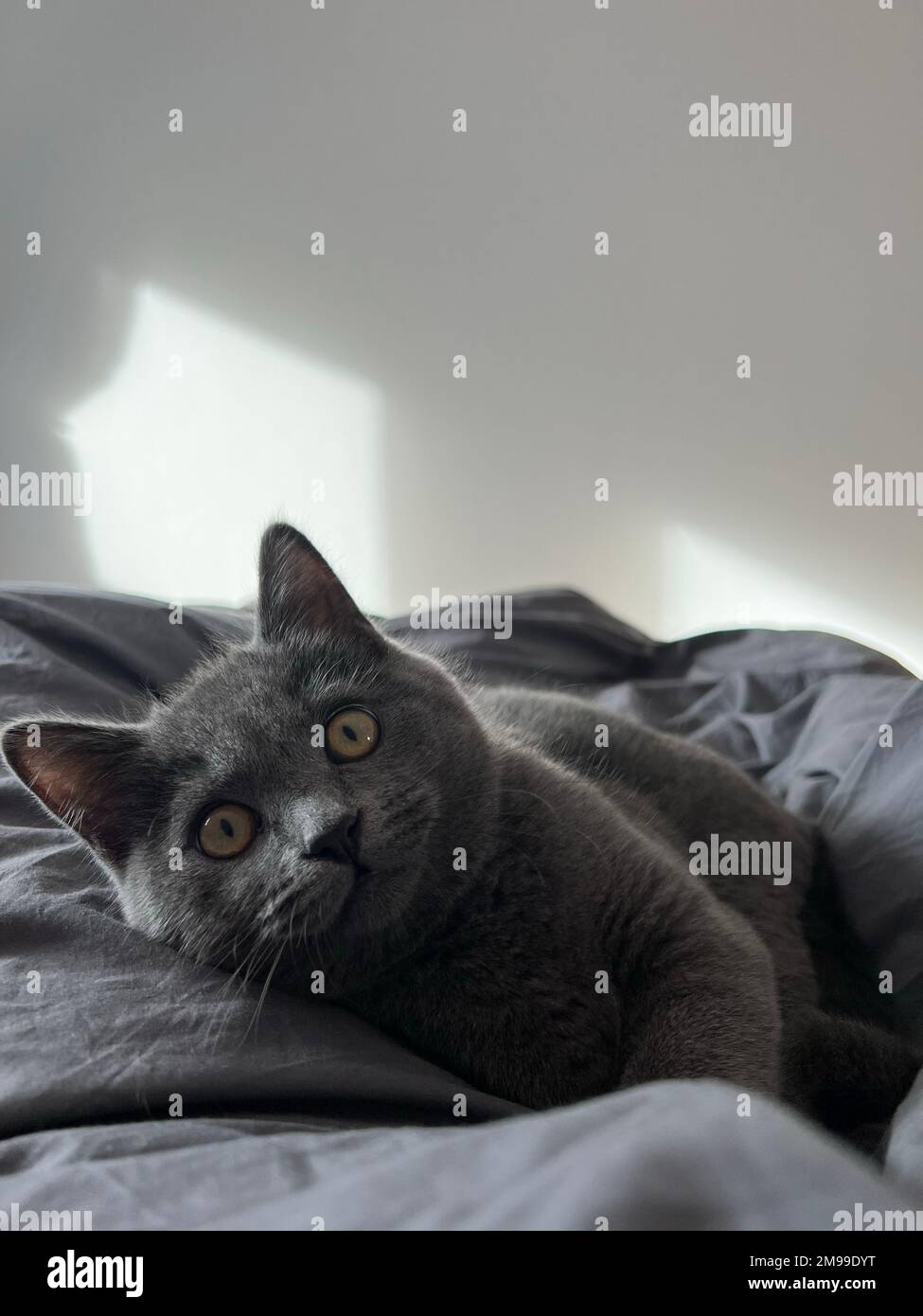 A vertical shot of a wide eyed gray cat staring into the camera while ...