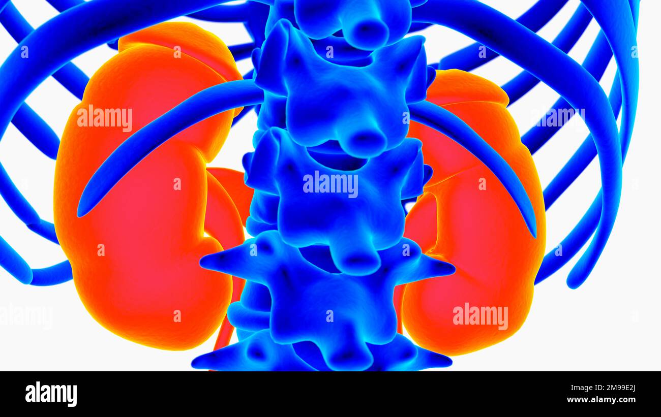Human kidney anatomy for medical concept 3D illustration Stock Photo ...